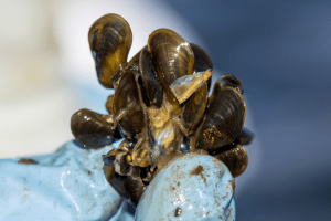 Delta Invasive Species – Delta Conservancy