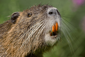 Delta Invasive Species – Delta Conservancy